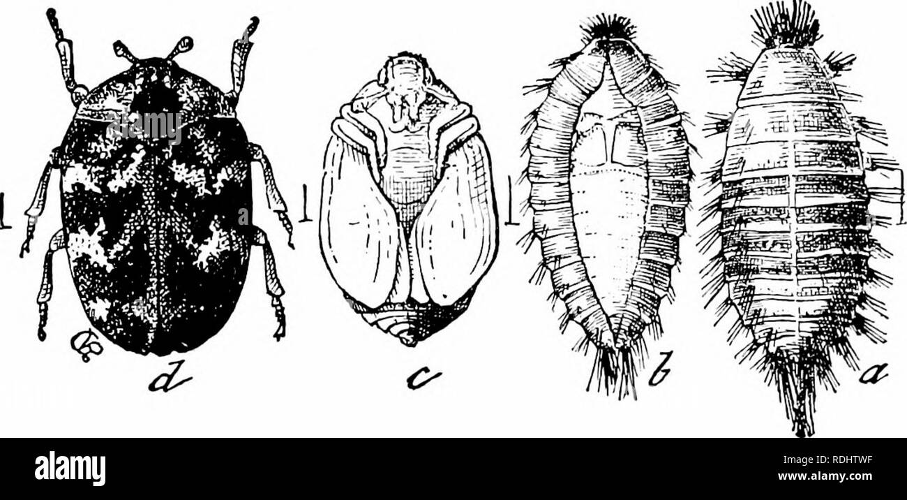 . A manual of zoology. PHYLUM ARTHROPODA 245 vures. In most of the ...