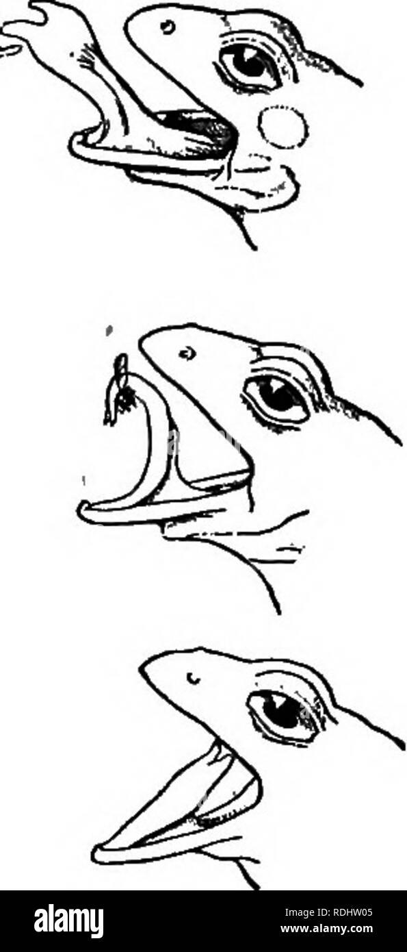 Tiny frogs Black and White Stock Photos & Images - Alamy