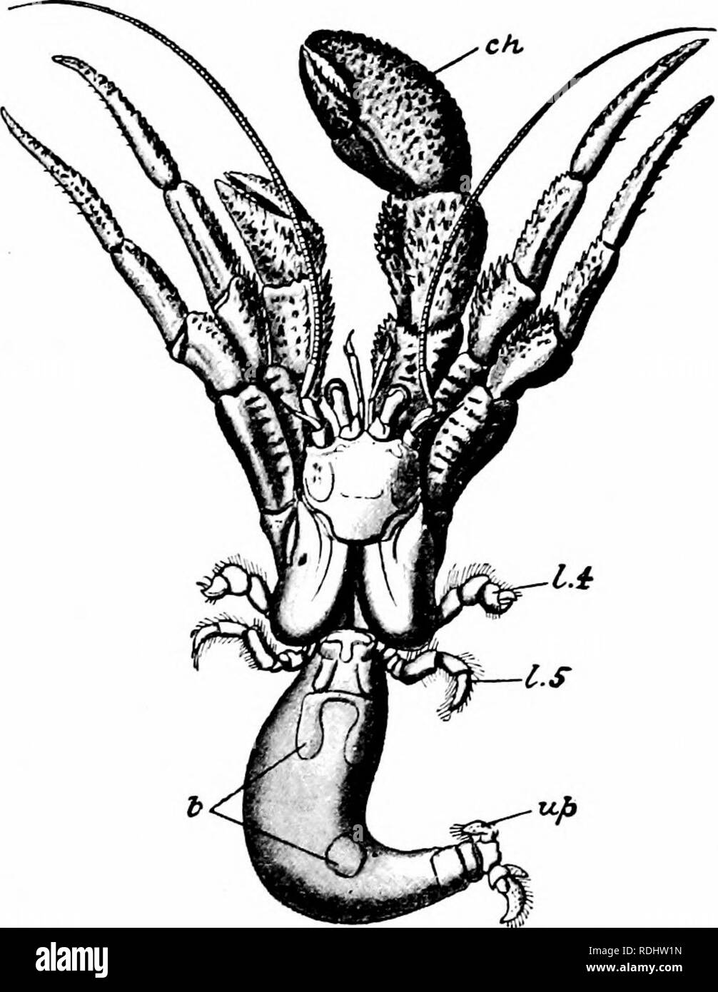Crabs anatomy hi-res stock photography and images - Alamy