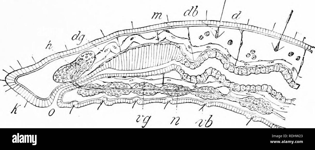 . A manual of zoology. Zoology. III. ANNELIDA: CH.5;T0P0DA 271 to form ...