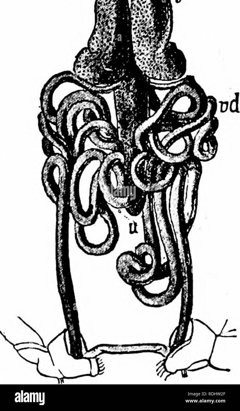 Female surface anatomy Black and White Stock Photos & Images - Alamy