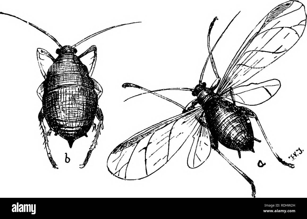 Asexual insects Black and White Stock Photos & Images - Alamy