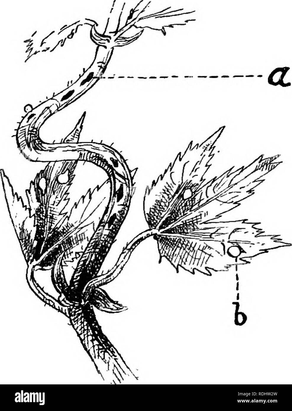 Two types of bugs Black and White Stock Photos & Images - Alamy