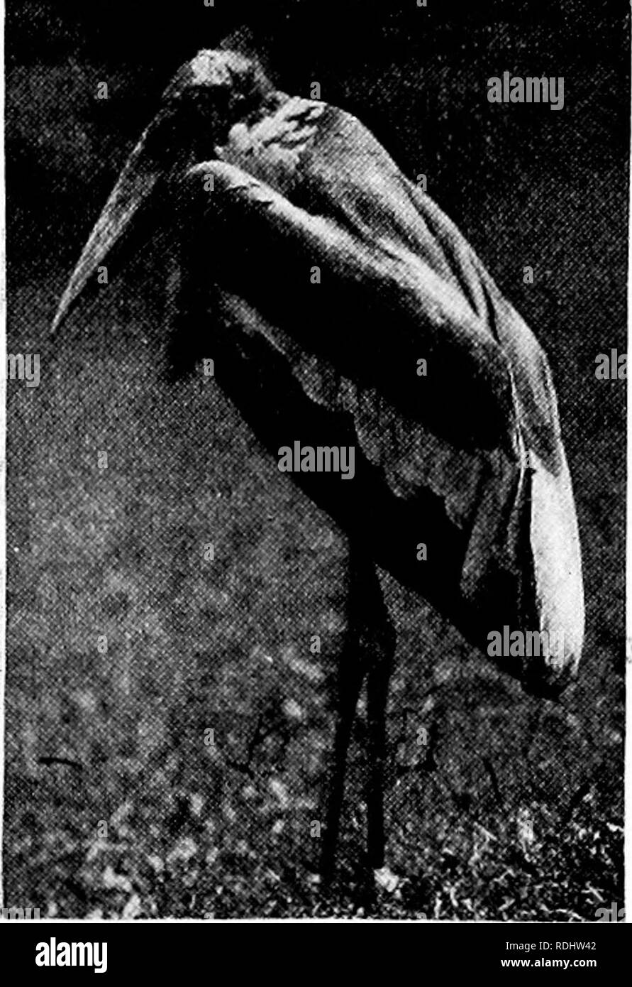 Aigret feathers hi-res stock photography and images - Alamy