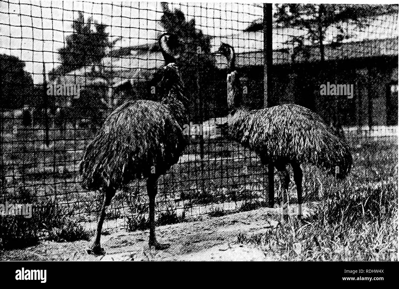 émeus hi-res stock photography and images - Alamy