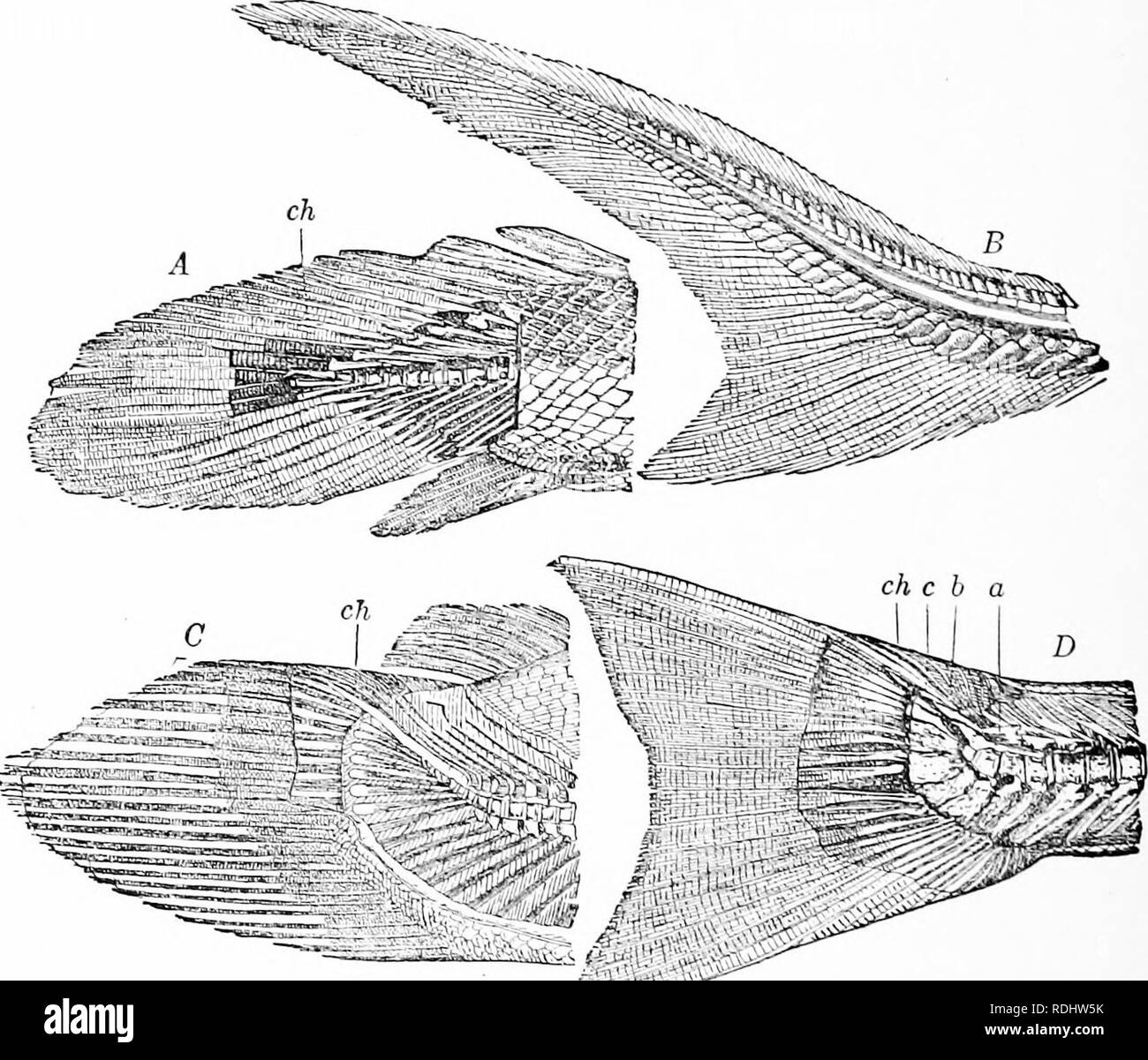 Homocercal hi-res stock photography and images - Alamy