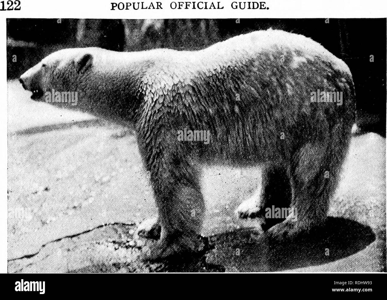 King polar bear Black and White Stock Photos & Images - Alamy