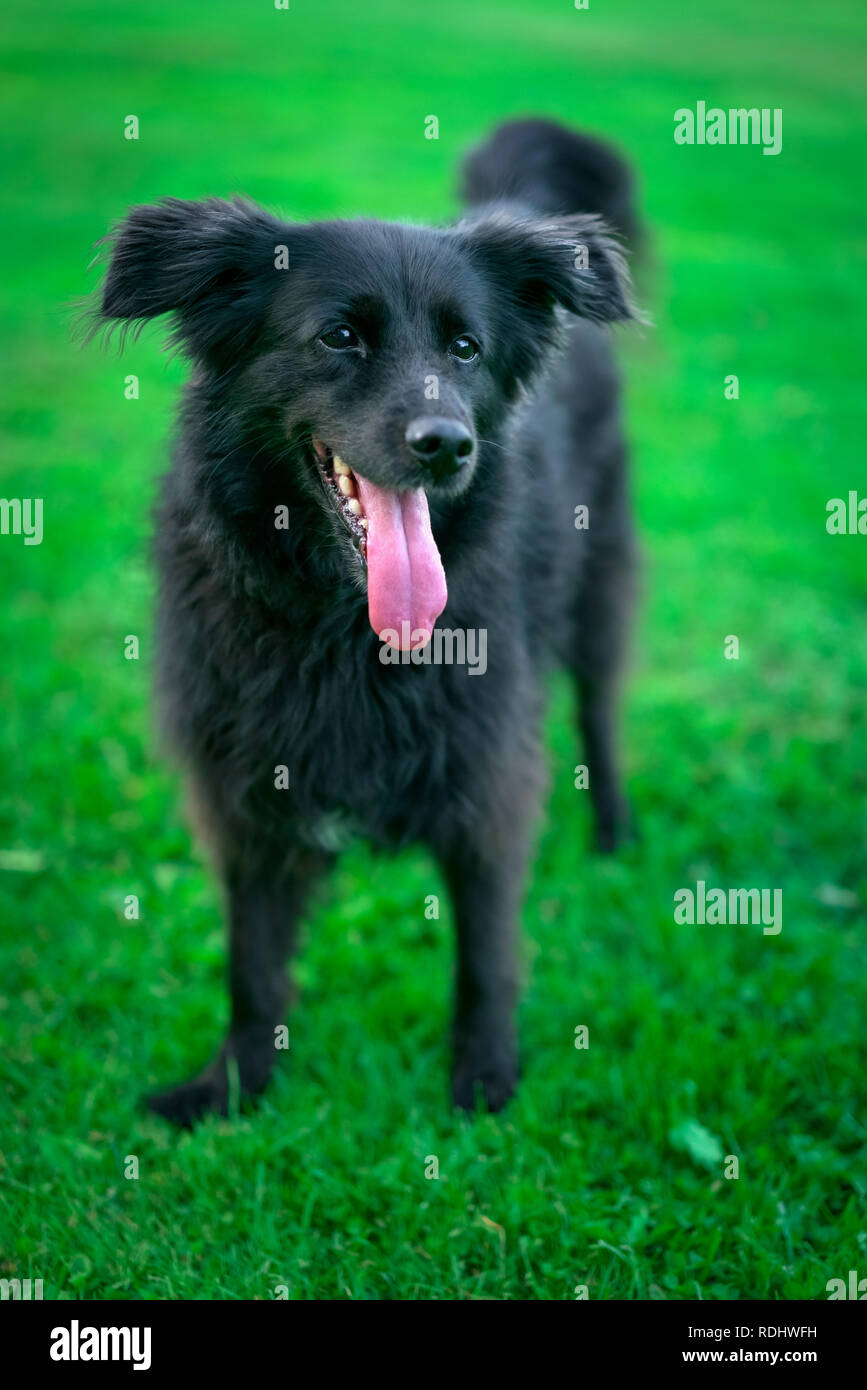 Dog with happy expression hi-res stock photography and images - Alamy