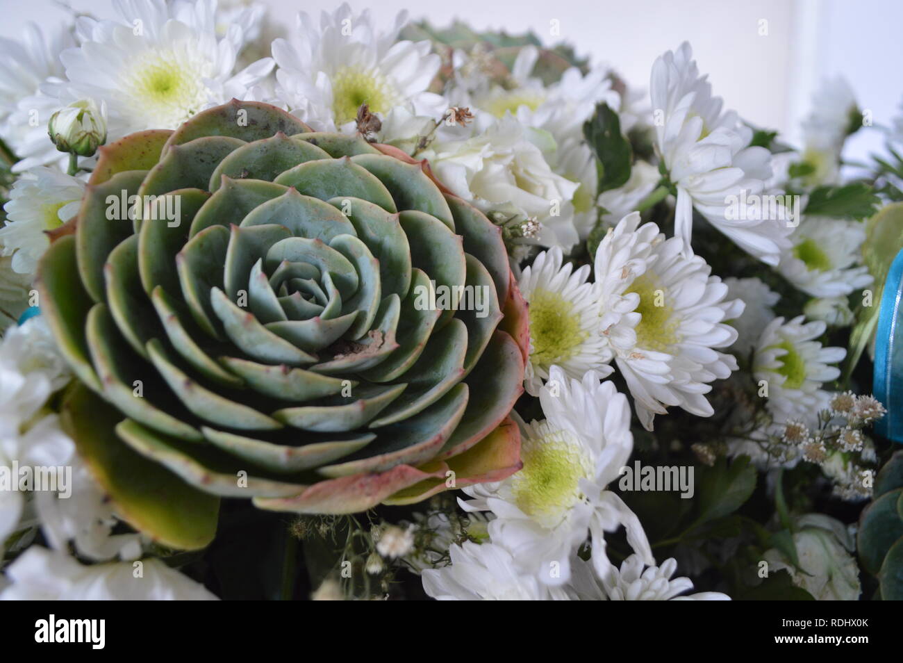 Rose cactus hi-res stock photography and images - Alamy