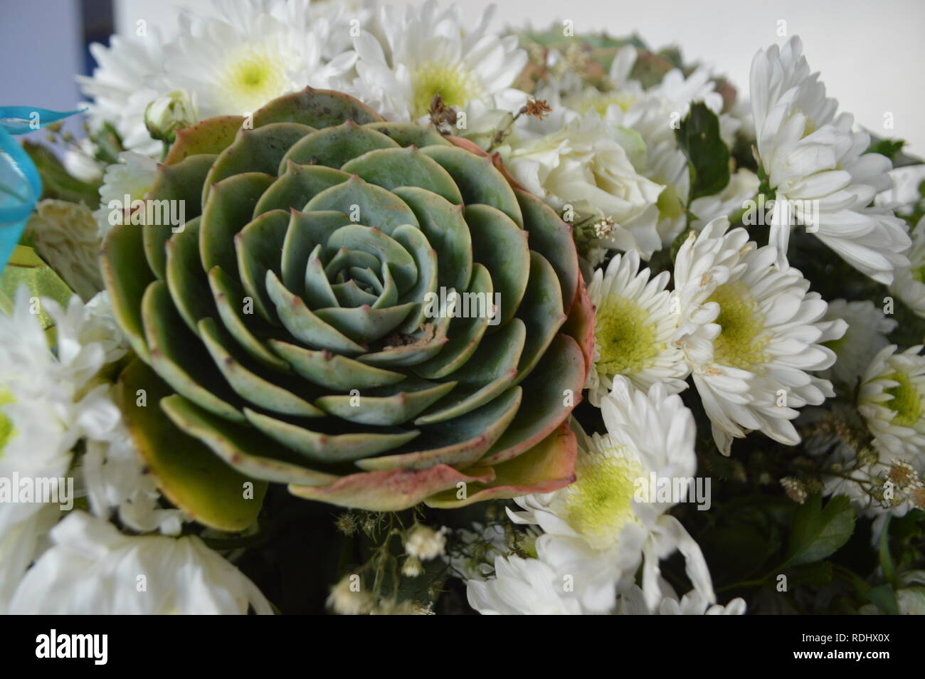 Rose cactus hi-res stock photography and images - Alamy