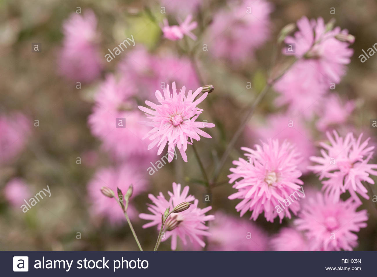 Lychnis Flos Cuculi High Resolution Stock Photography and Images - Alamy