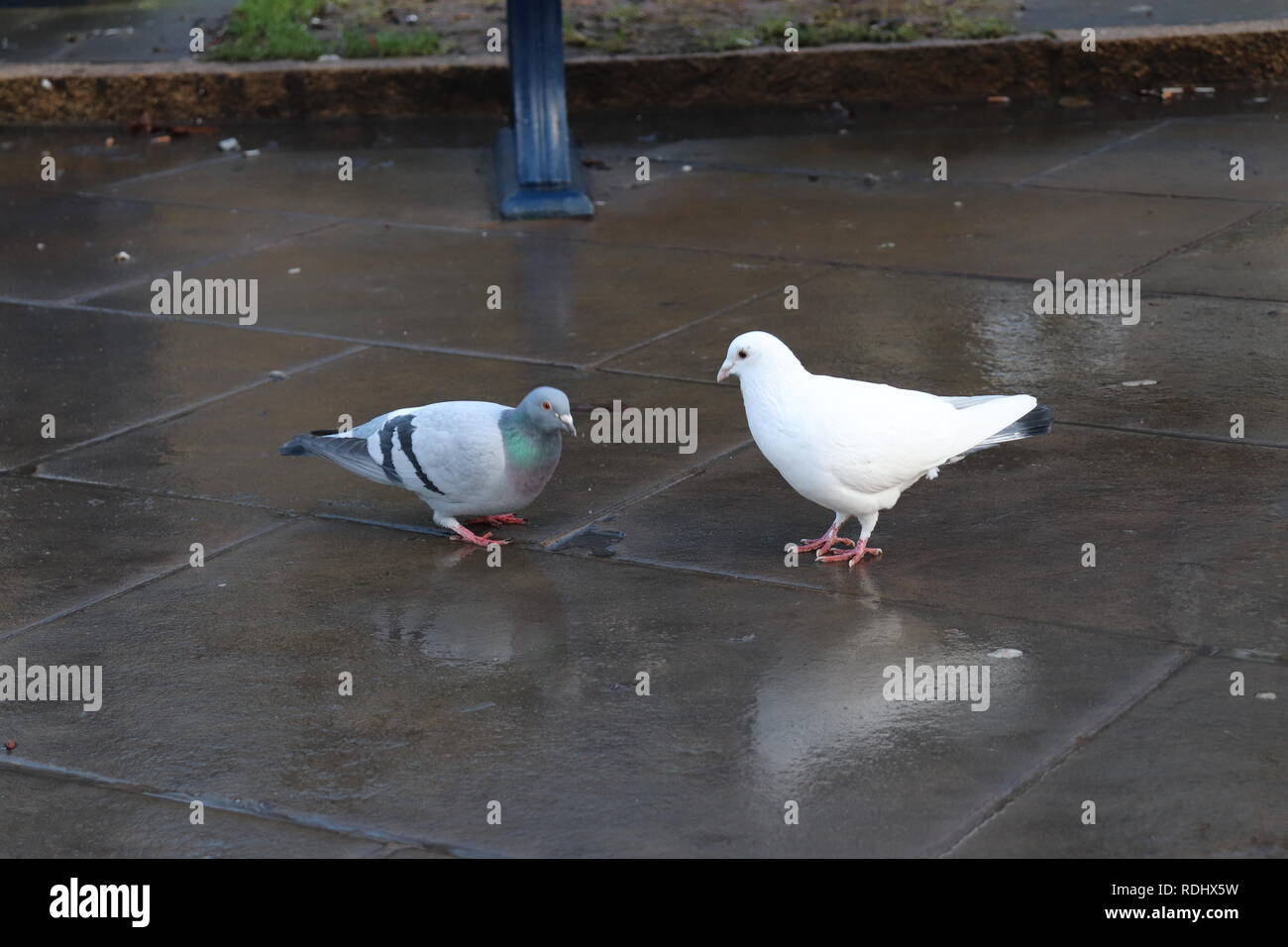 Drinking pigeons hi-res stock photography and images - Alamy