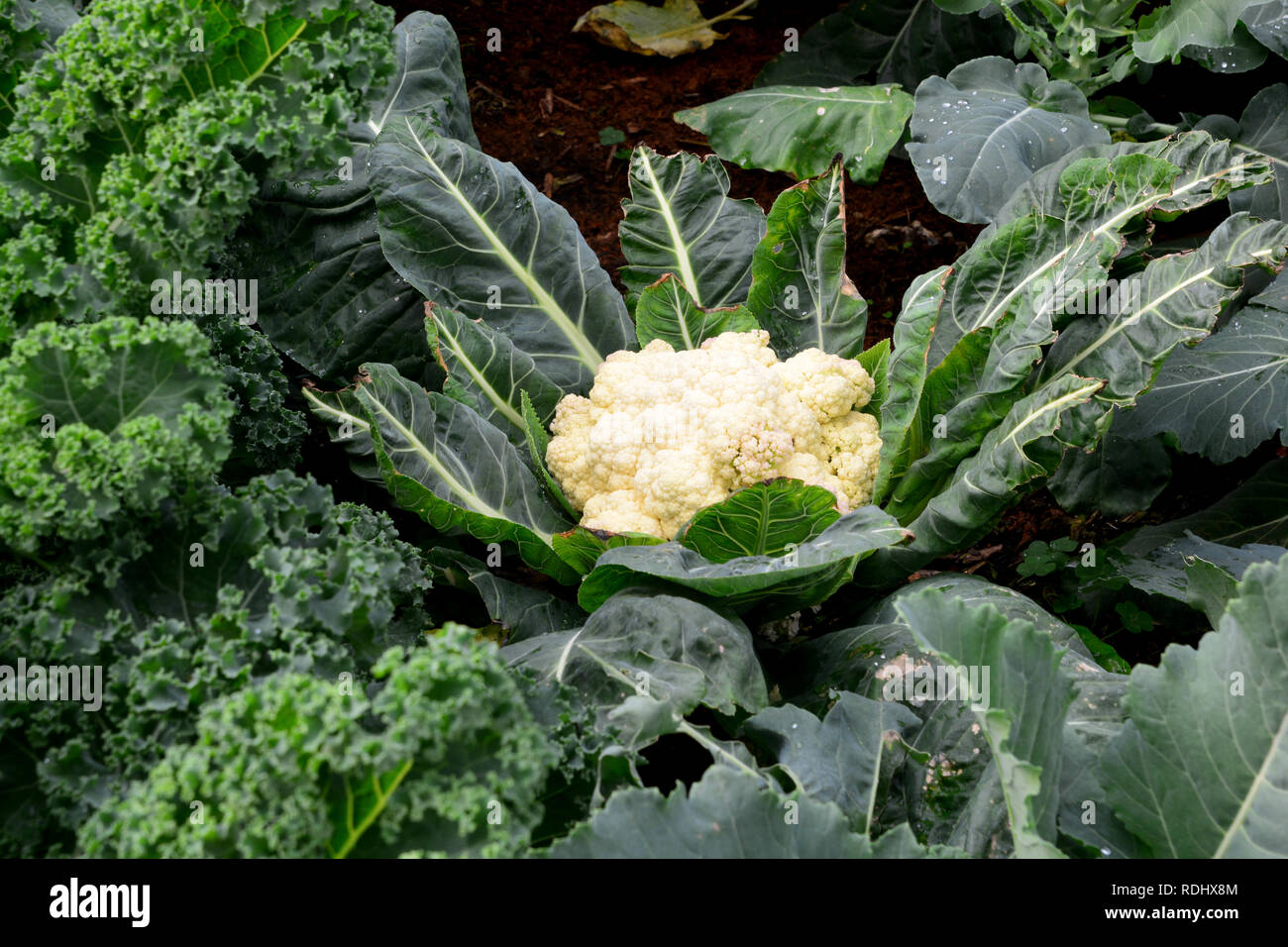The cauliflower head is composed of a white inflorescence meristem ...