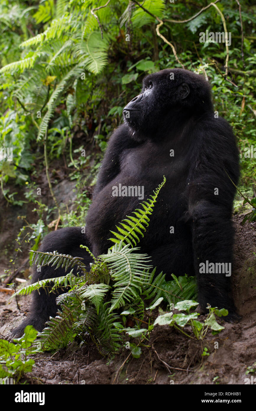 Albertine rift species hi-res stock photography and images - Alamy
