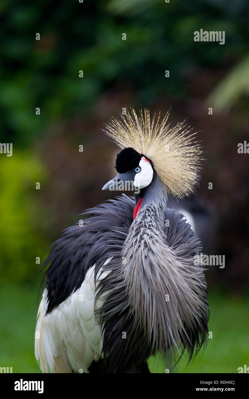 Congo bird hi-res stock photography and images - Alamy