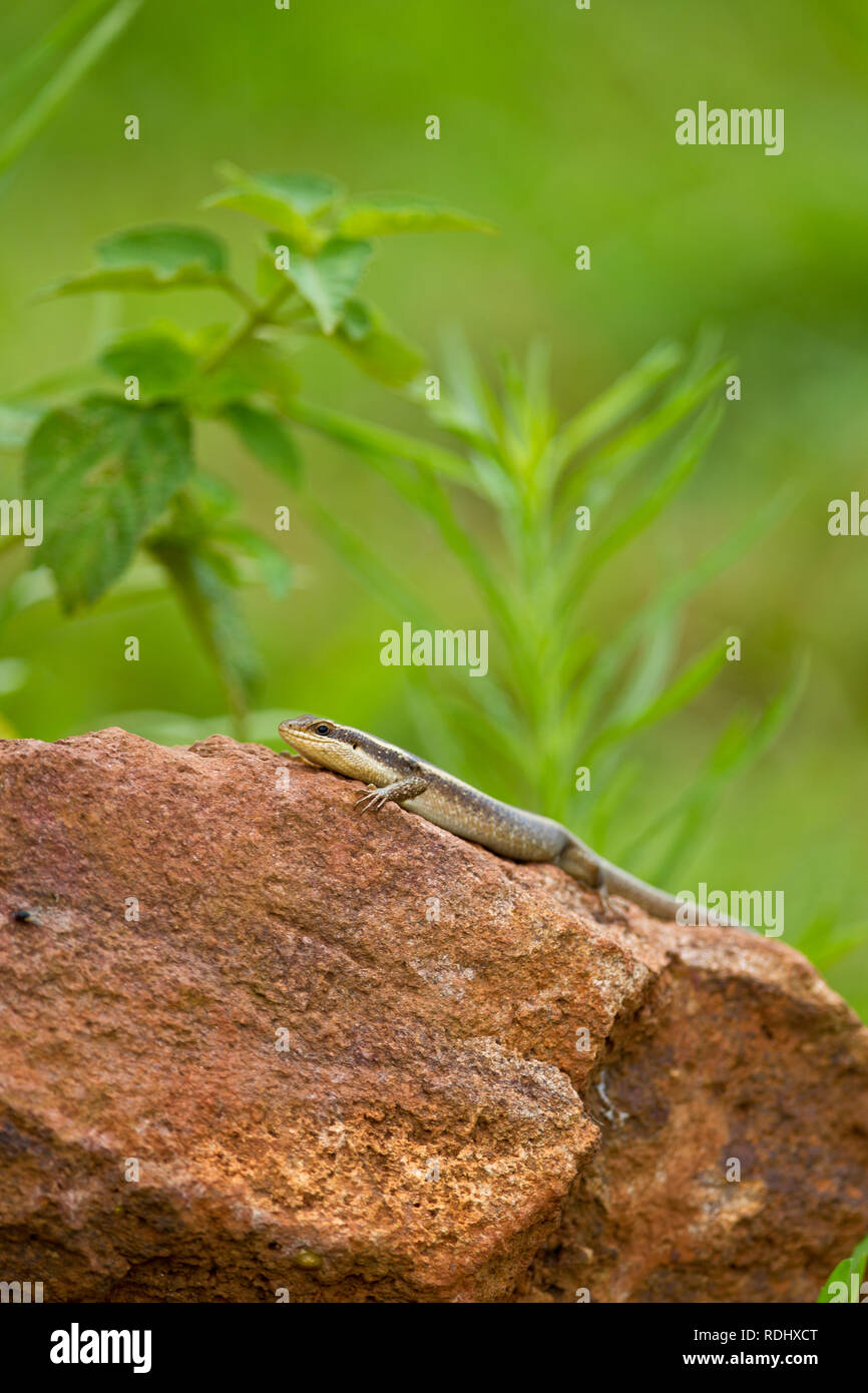 Akagera National Park, Parc National de l'Akagera, Eastern Province ...
