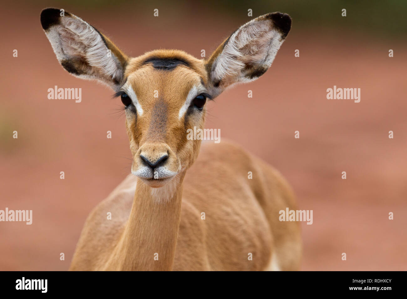 Impala, Aepyceros melampus, in Akagera National Park, Parc National de ...