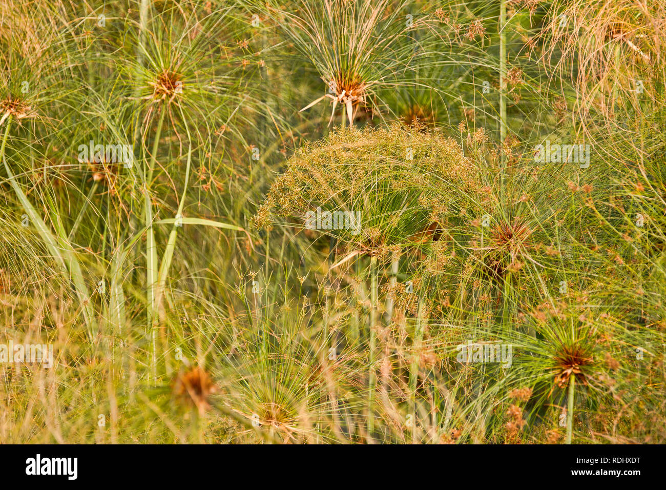 Papyrus, Cyperus papyrus, grows thick on an island in Lake Ihema ...
