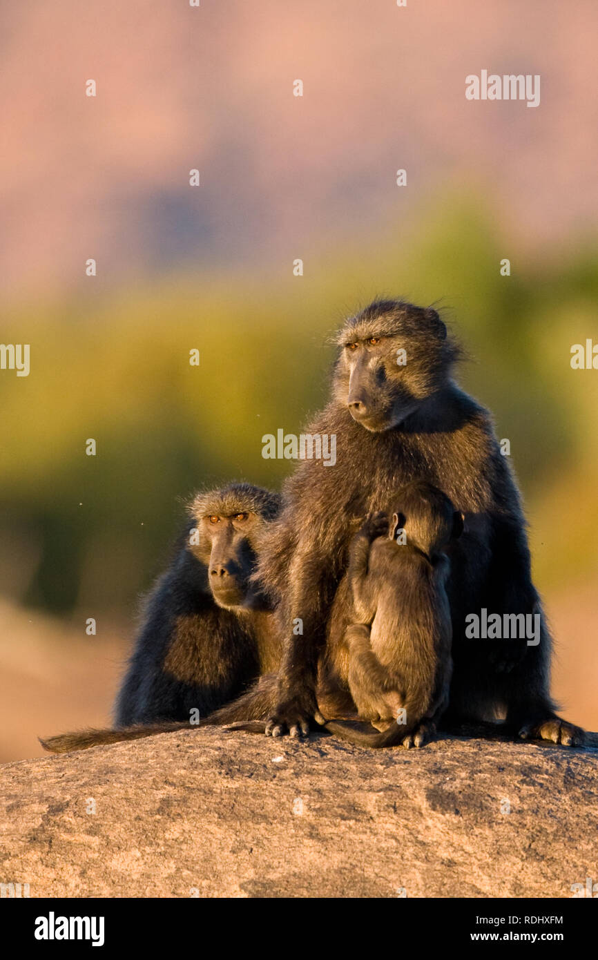 African safari animals hi-res stock photography and images - Alamy