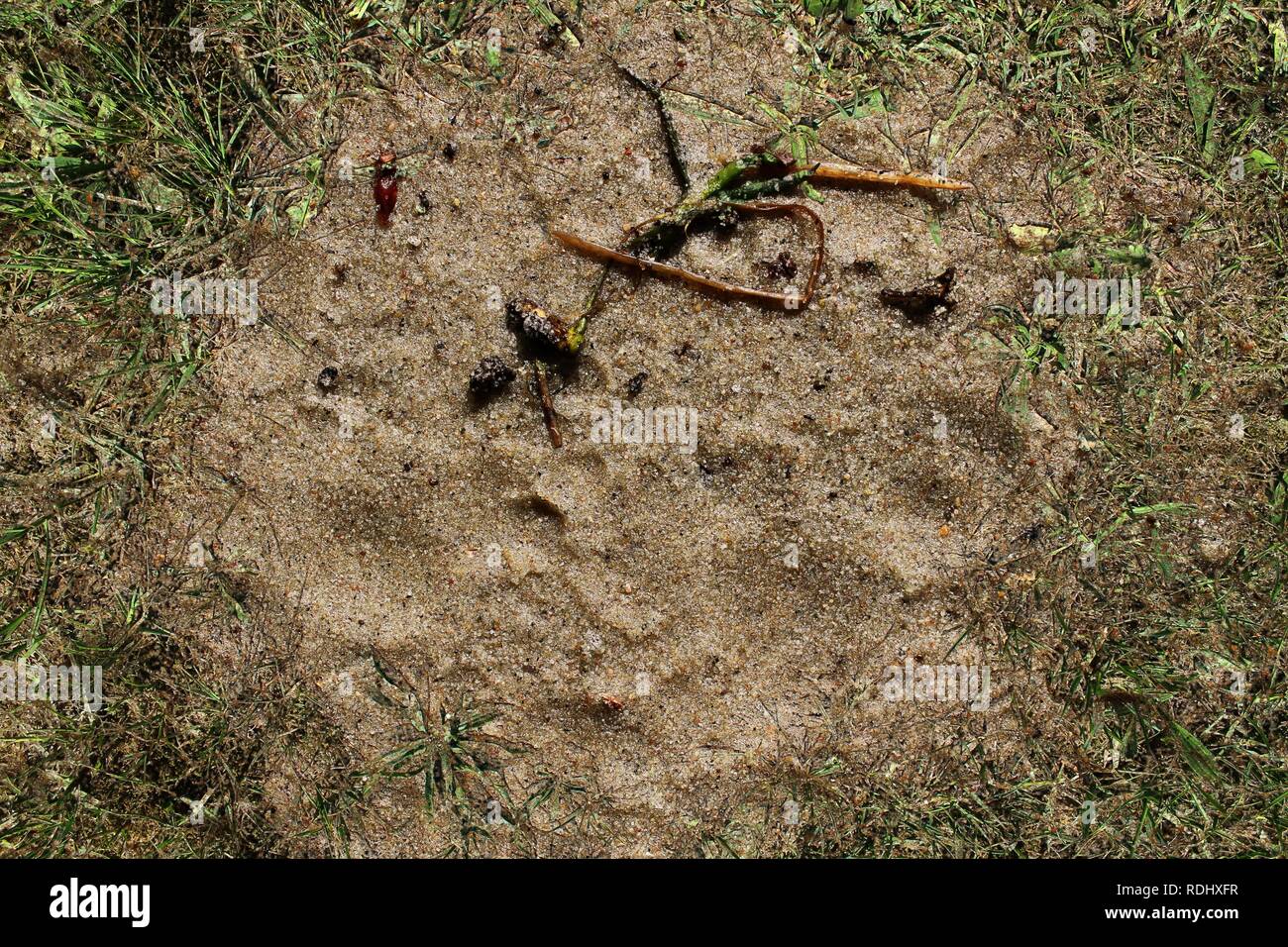Close up high resolution surface of sand on the ground Stock Photo - Alamy