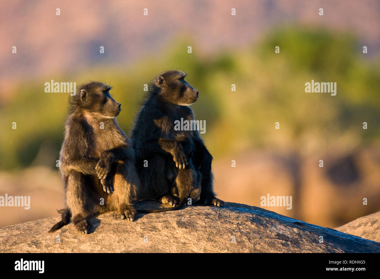Golden baboon hi-res stock photography and images - Alamy