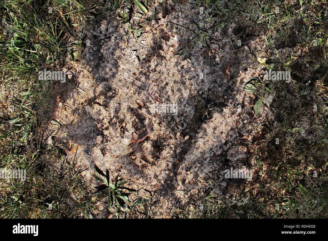 Close up high resolution surface of sand on the ground Stock Photo - Alamy