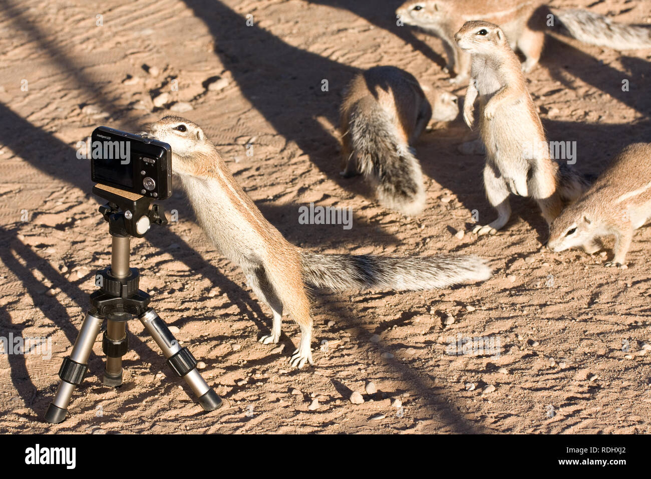 Cape ground squirrels play with a camera on a tripod in a campsite in ...