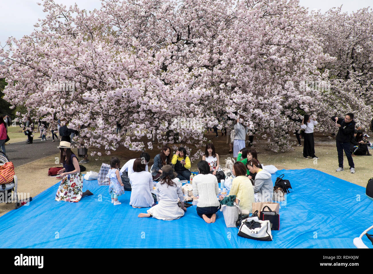 Japan, Honshu Island, Tokyo: picnic under cherry trees at Shinjuku ...