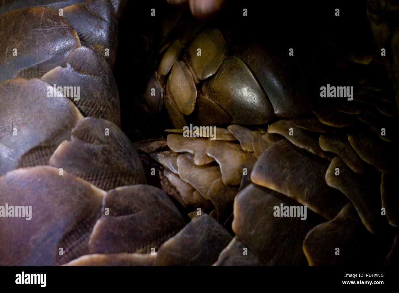 Pangolin hi-res stock photography and images - Alamy