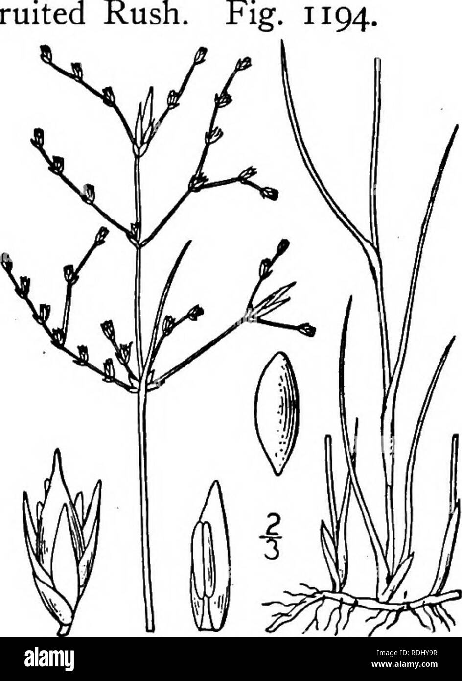 . An illustrated flora of the northern United States, Canada and the ...