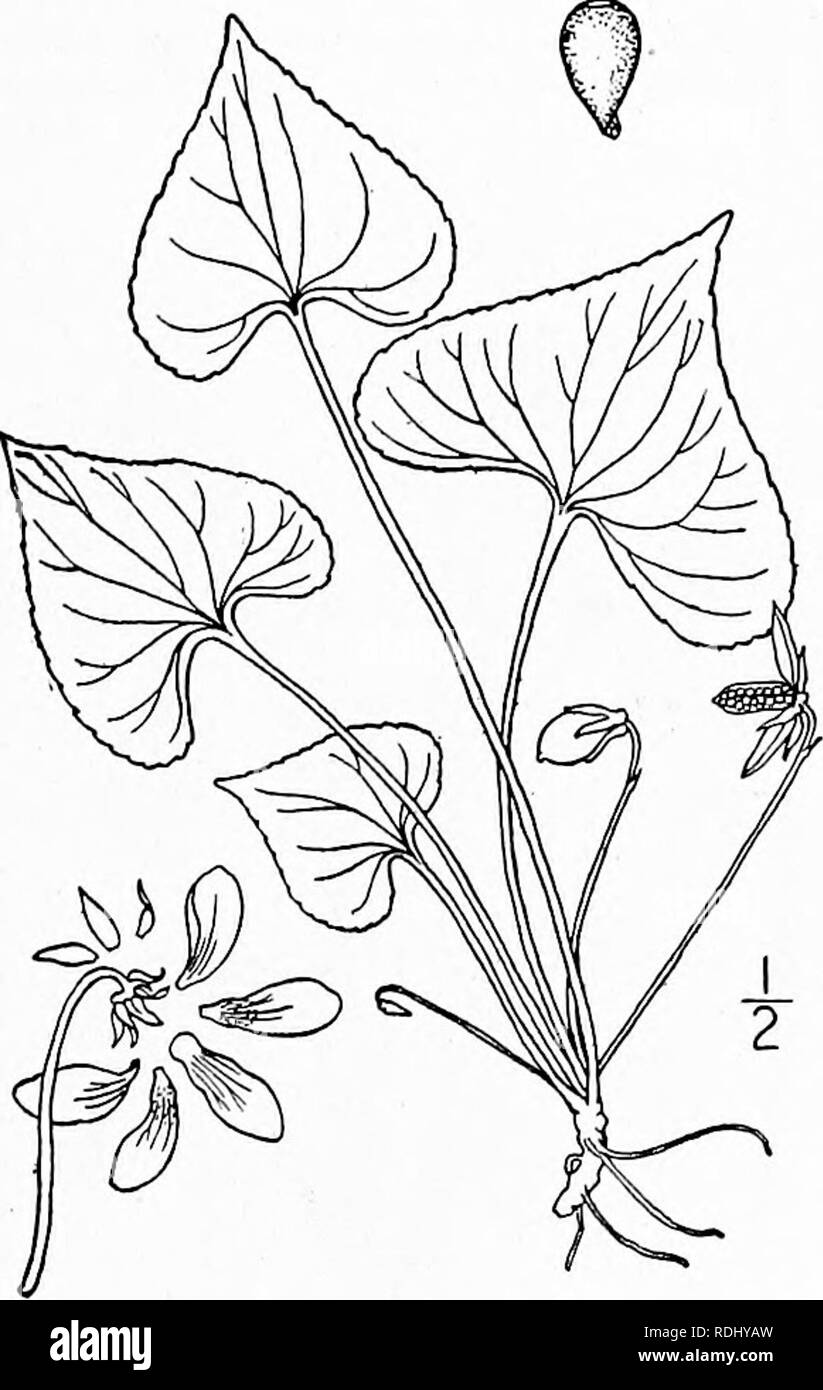 Nephrophylla hi-res stock photography and images - Alamy
