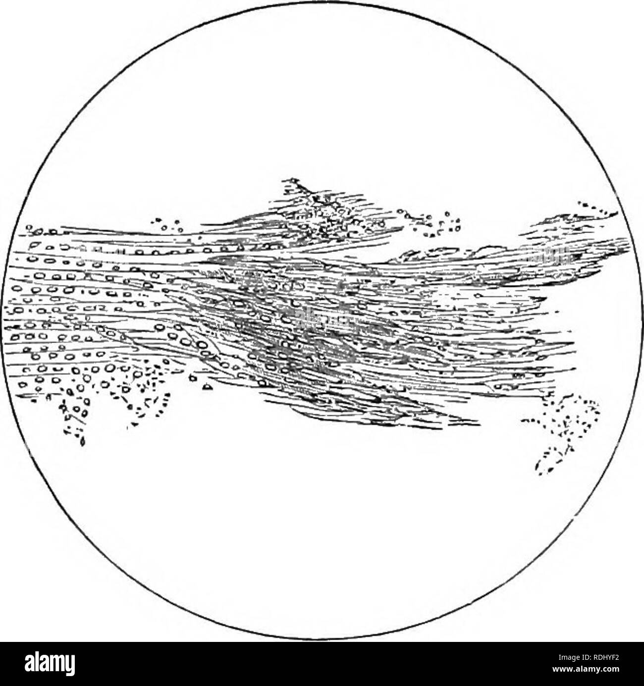 Structure of a fibre under microscope hi-res stock photography and ...