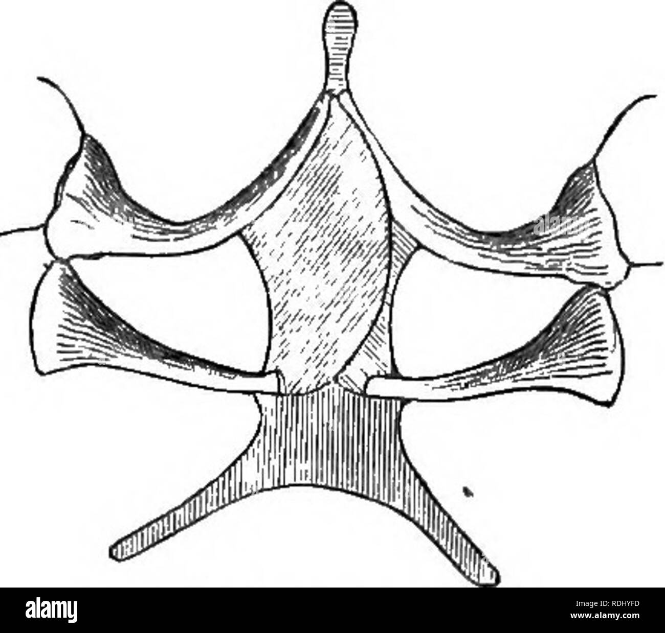 . Catalogue of the Batrachia Salientia s. Ecaudata in the collection of ...