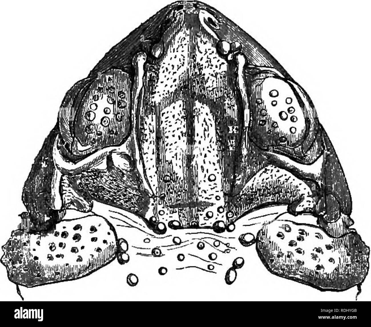 . Catalogue of the Batrachia Salientia s. Ecaudata in the collection of ...