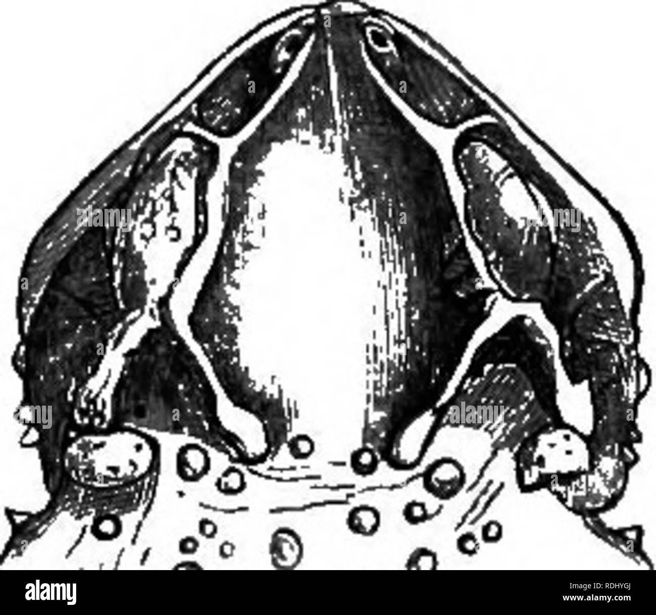 Bony prominent tubercles Black and White Stock Photos & Images - Alamy
