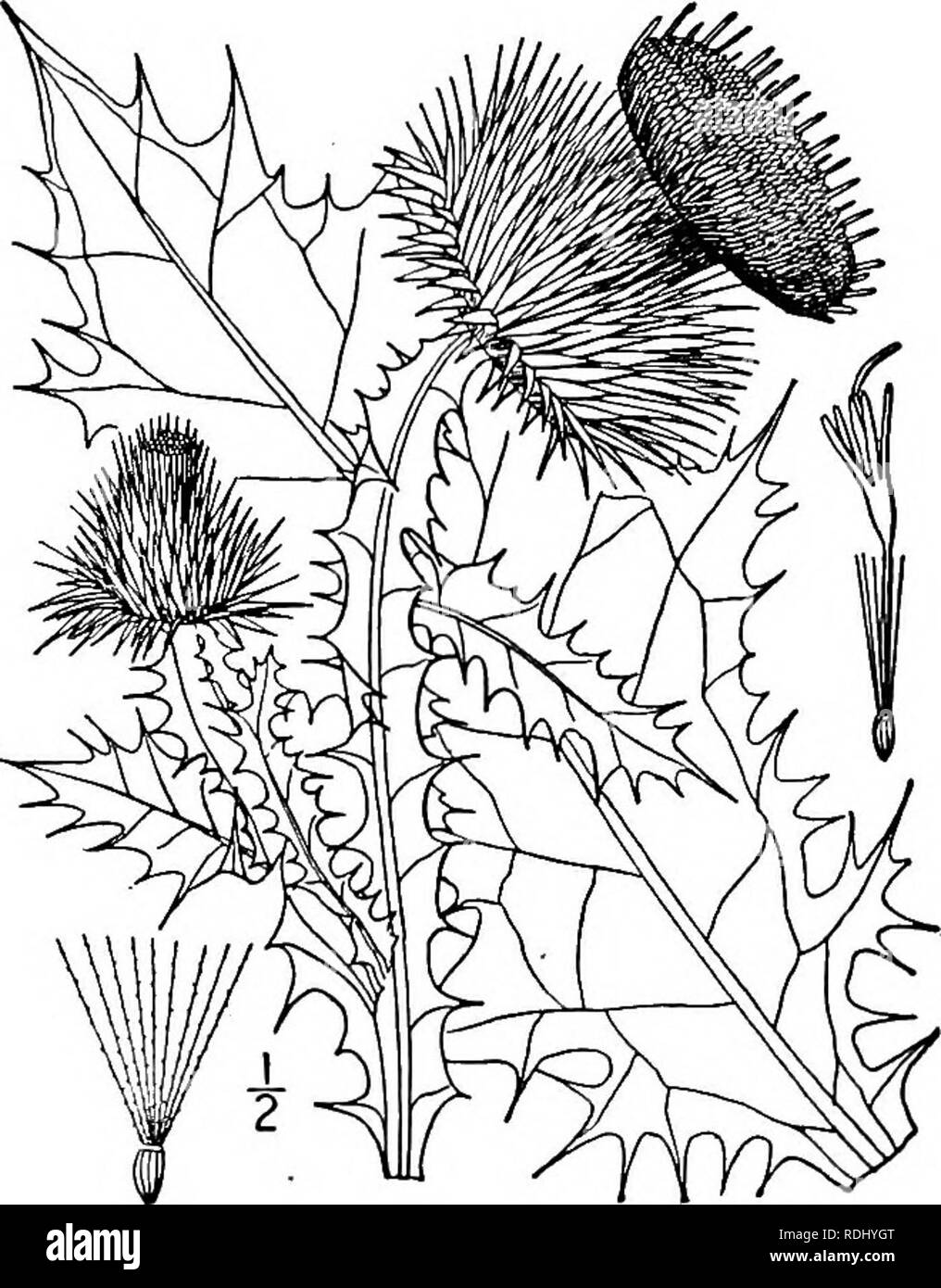 Plumose bristles hi-res stock photography and images - Alamy