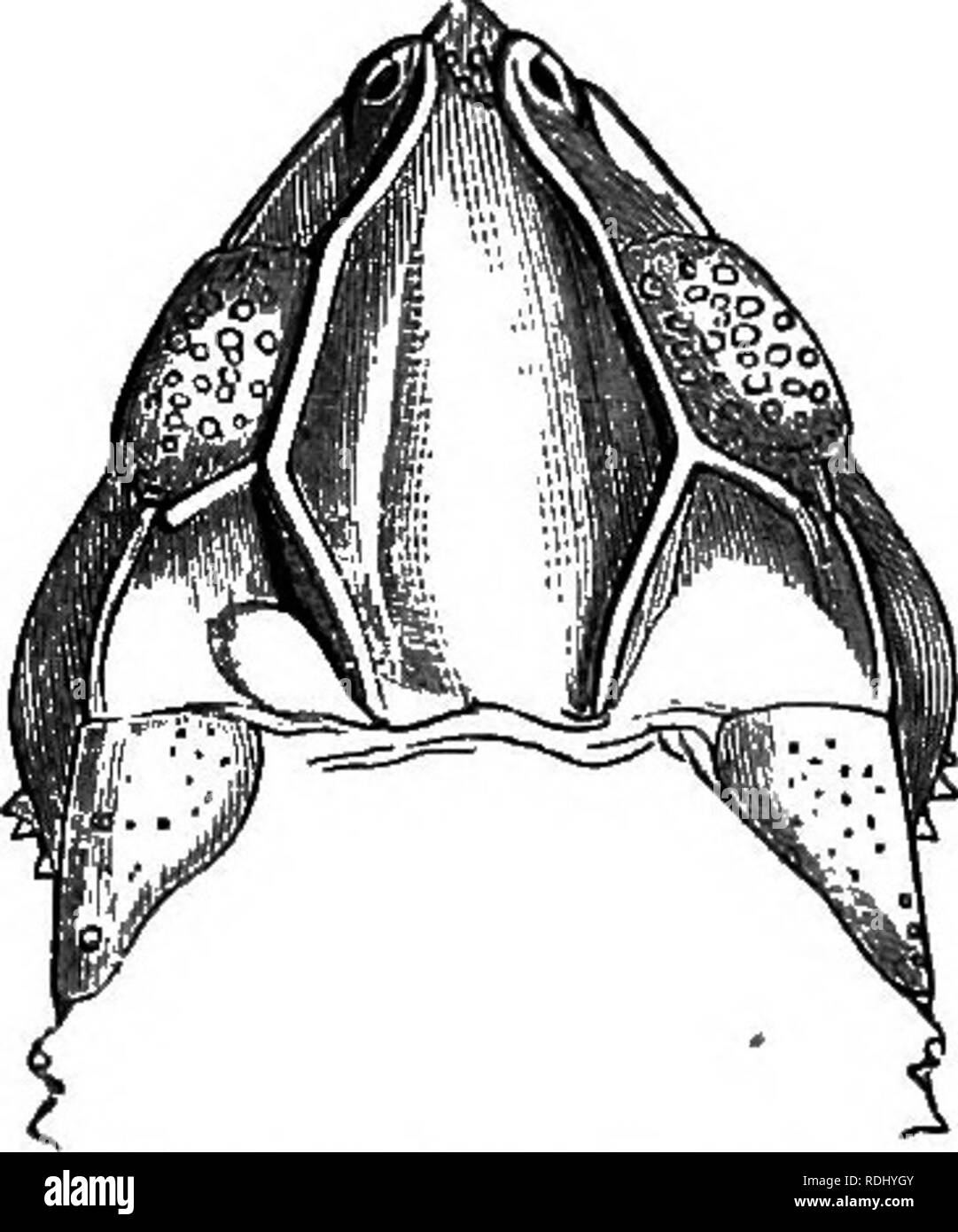 . Catalogue of the Batrachia Salientia s. Ecaudata in the collection of ...