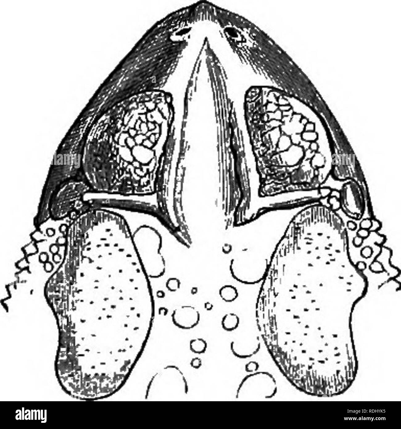 . Catalogue of the Batrachia Salientia s. Ecaudata in the collection of ...