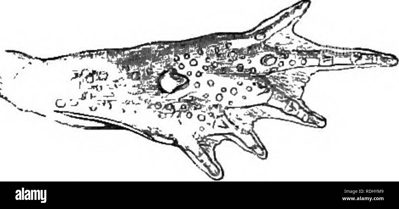 Parotoid gland Black and White Stock Photos & Images - Alamy