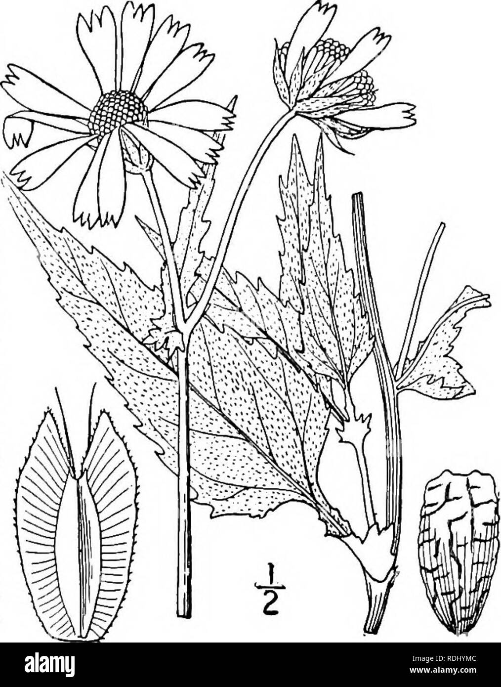 . An illustrated flora of the northern United States, Canada and the ...