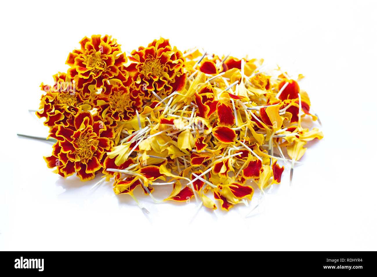 Beautiful red yellow marigold flower on over white background Stock ...