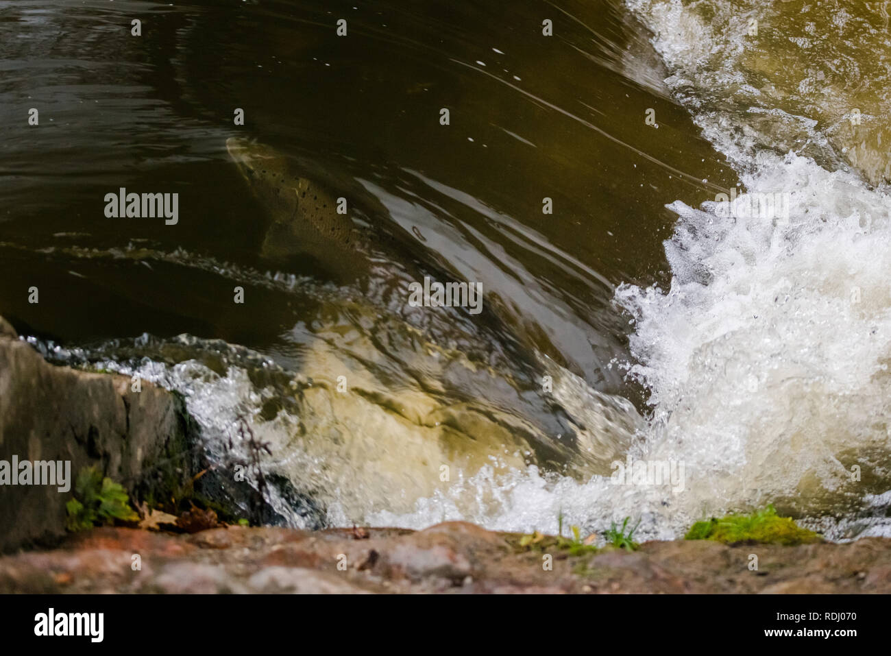 Atlantic salmon swimming in river hi-res stock photography and images ...