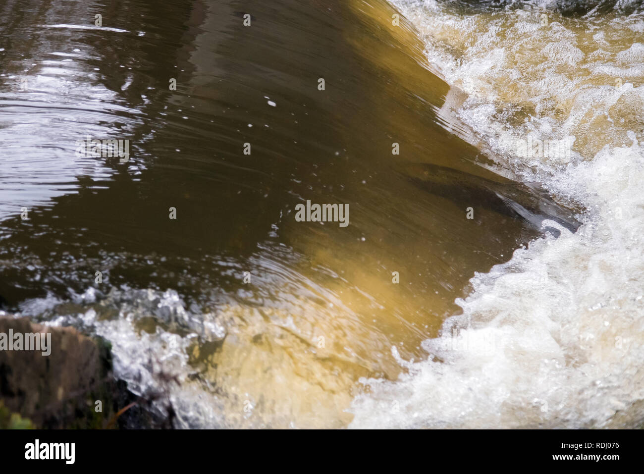 Atlantic salmon leaping rapids to find nesting place. Fish swimming in ...