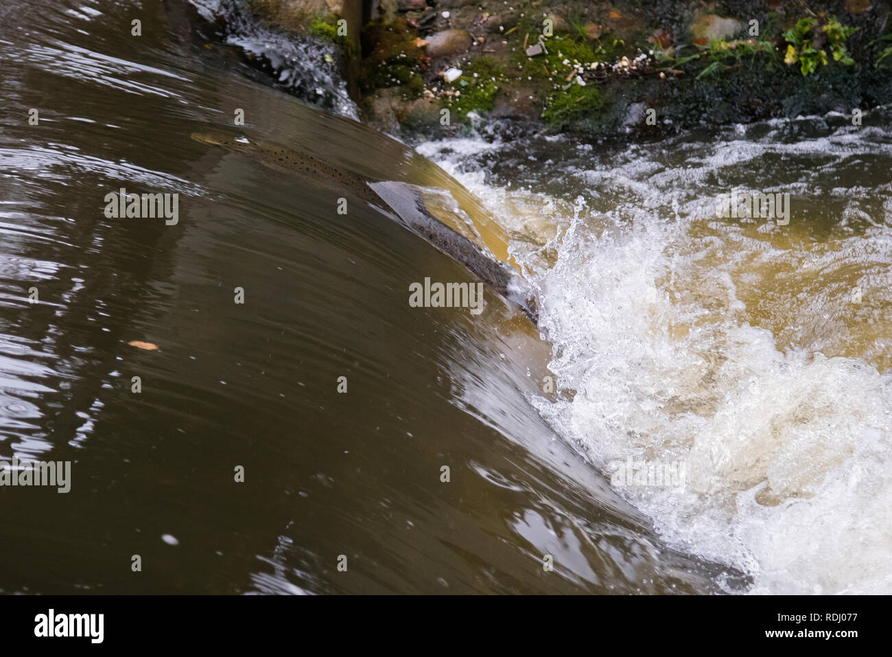 Atlantic salmon leaping rapids to find nesting place. Fish swimming in ...