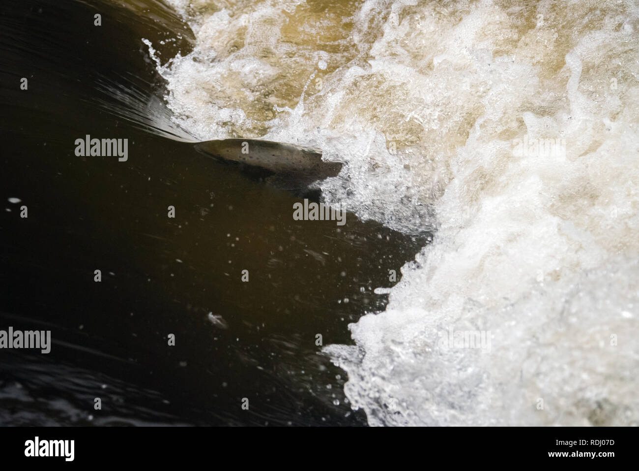 Atlantic salmon swimming in river hi-res stock photography and images ...