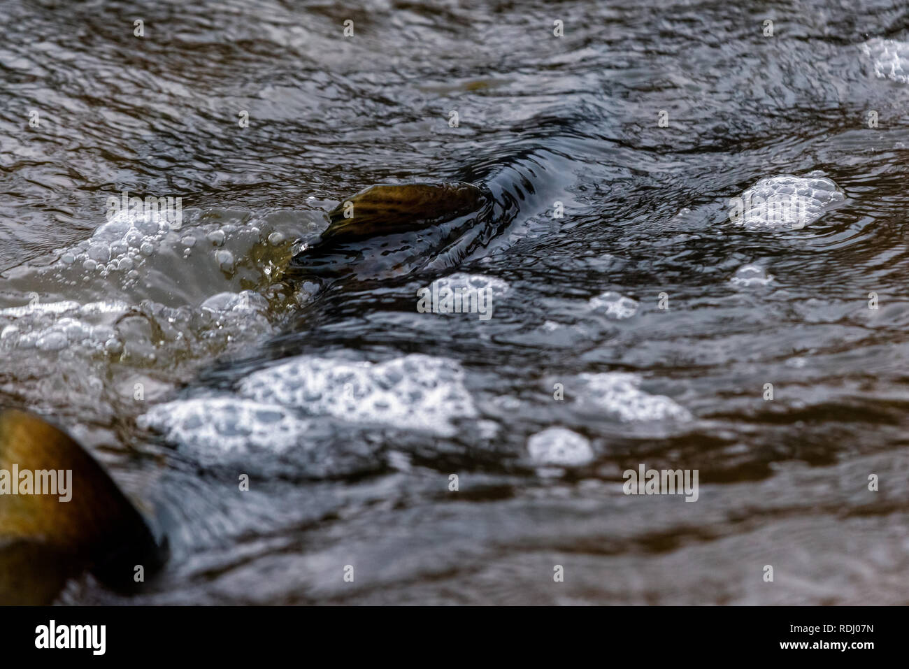 Atlantic salmon leaping rapids to find nesting place. Fish swimming in ...