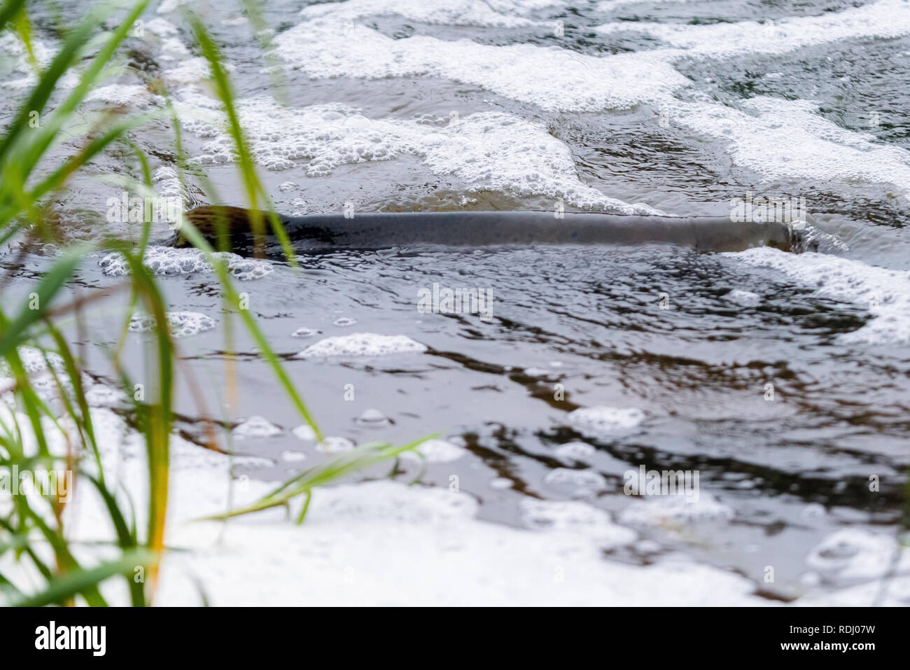 Atlantic salmon leaping rapids to find nesting place. Fish swimming in ...