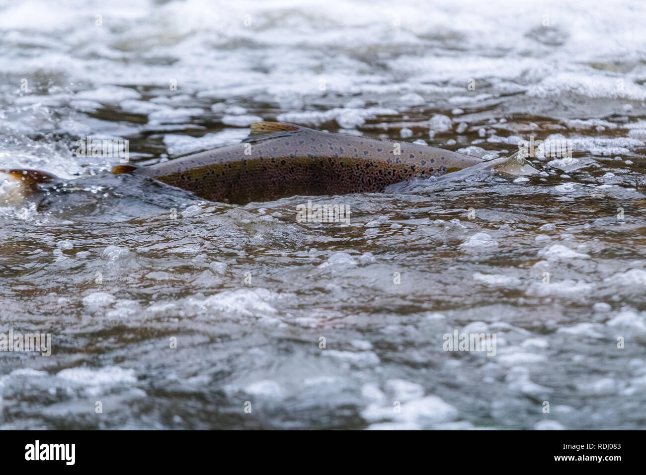 Atlantic salmon leaping rapids to find nesting place. Fish swimming in ...