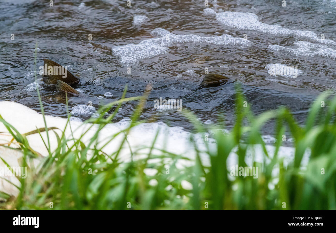 Atlantic salmon leaping rapids to find nesting place. Fish swimming in ...