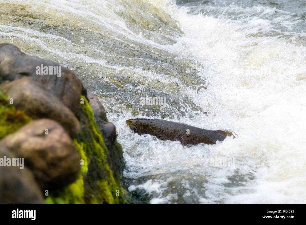 Atlantic salmon swimming in river hi-res stock photography and images ...